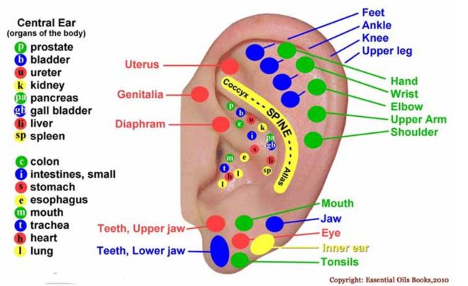 How To Perform Basic Reflexology On Your Ear