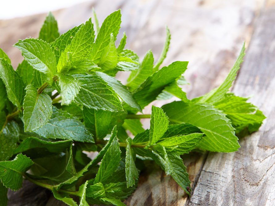 Place Peppermint At Home And Say Goodbye To Mice, Spiders, And Other ...