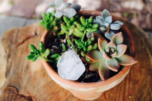 Every Gardener Needs To Know This Ice Cube Watering Trick