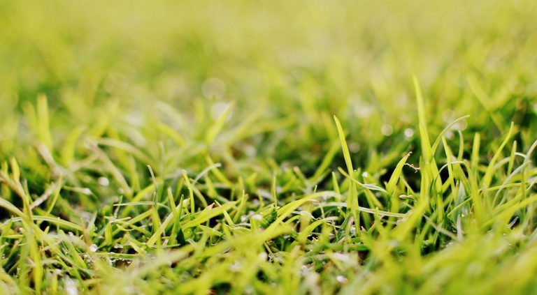 New to composting? Here's 6 common items you can compost