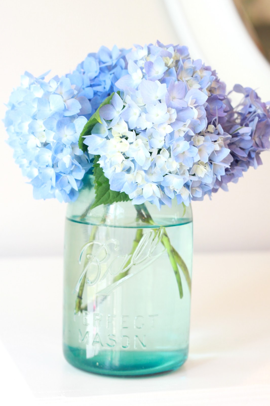 Add Coffee Grounds To Change Color Of Hydrangea