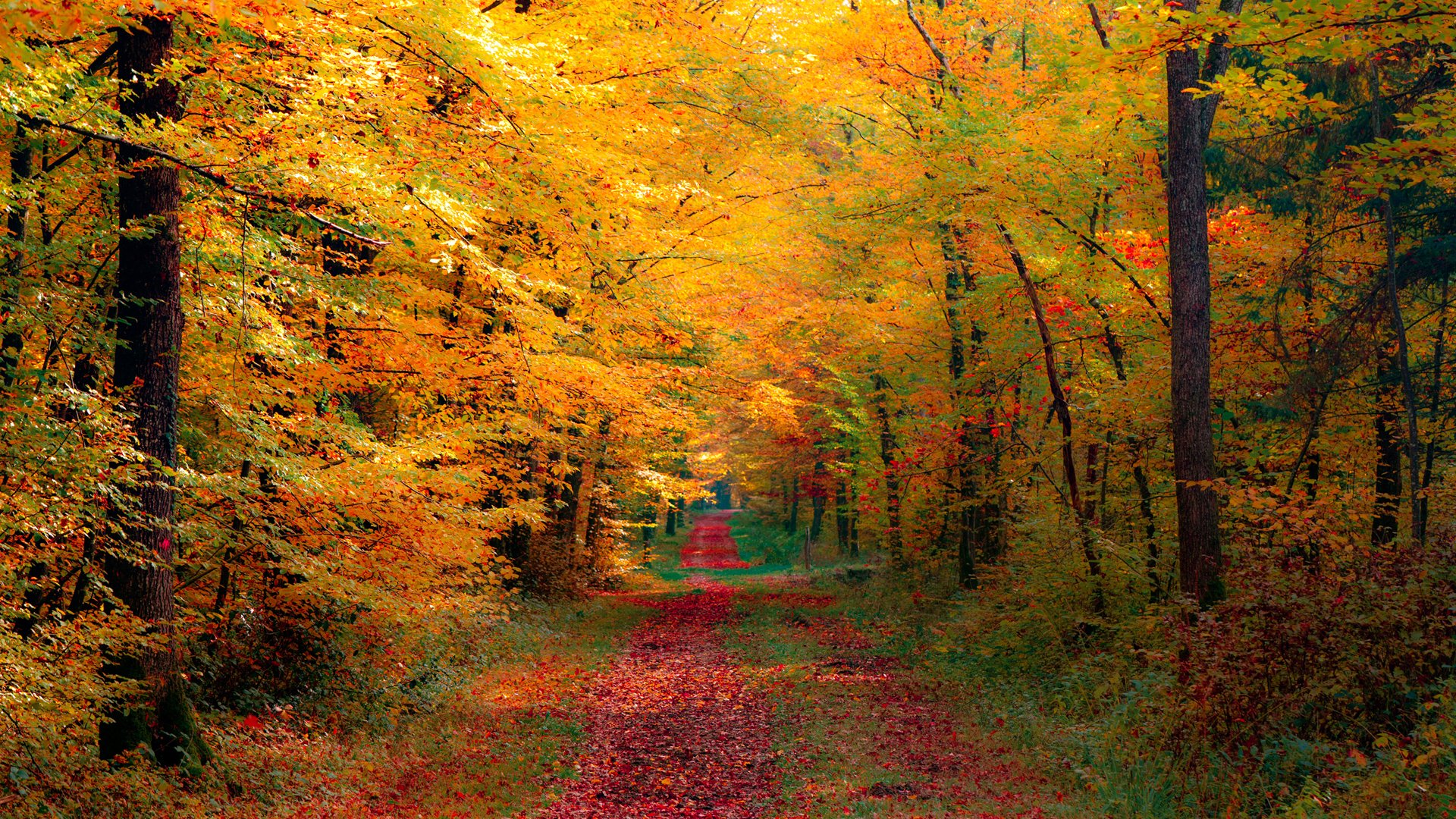 16 whimsical autumn pathways that are impossible not to fall in love ...