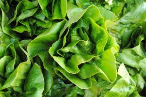 Here's How To Regrow Your Own Lettuce At Home