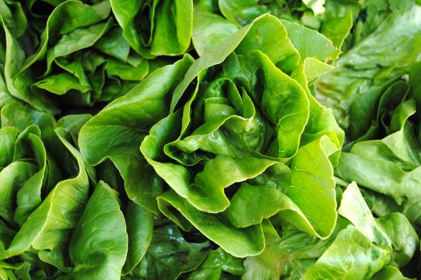 Here's How To Regrow Your Own Lettuce At Home