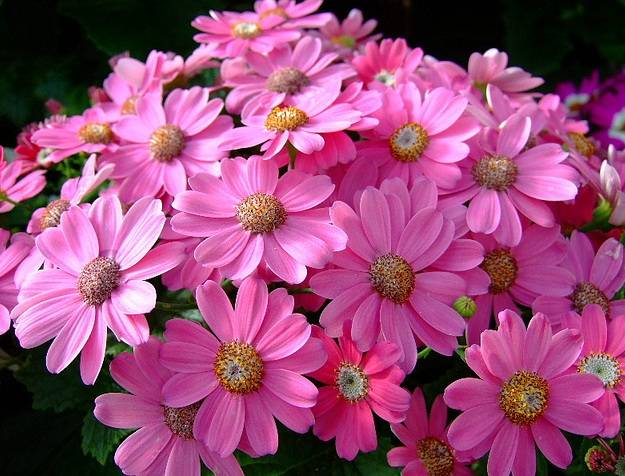 14 stunning plants that have a gorgeous color perfect for autumn