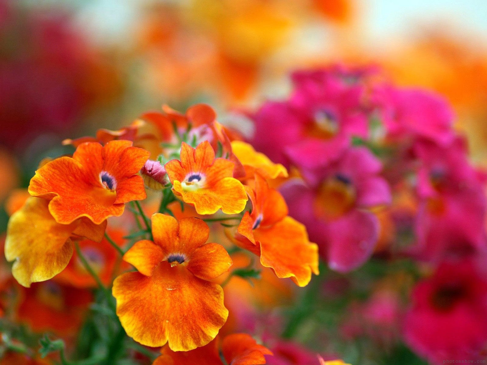14 stunning plants that have a gorgeous color perfect for autumn
