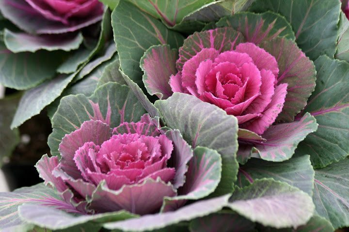14 stunning plants that have a gorgeous color perfect for autumn