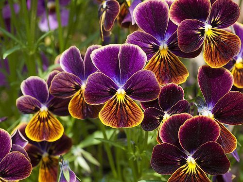 14 stunning plants that have a gorgeous color perfect for autumn