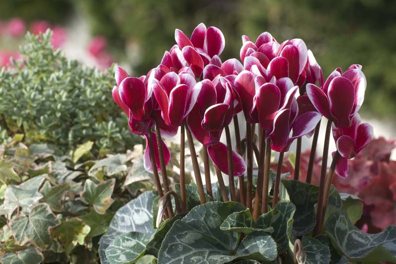 14 stunning plants that have a gorgeous color perfect for autumn