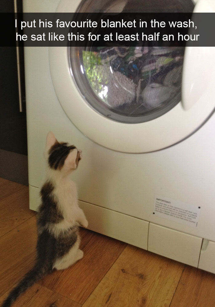 70+ Silly cats that will make you smile