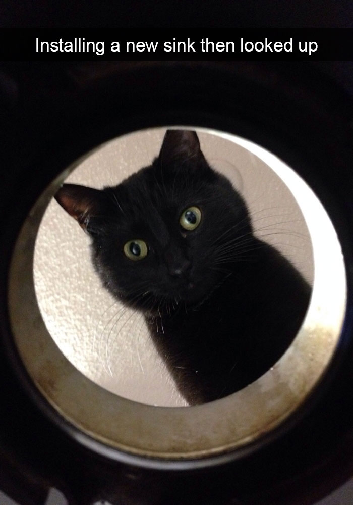 70+ Silly cats that will make you smile