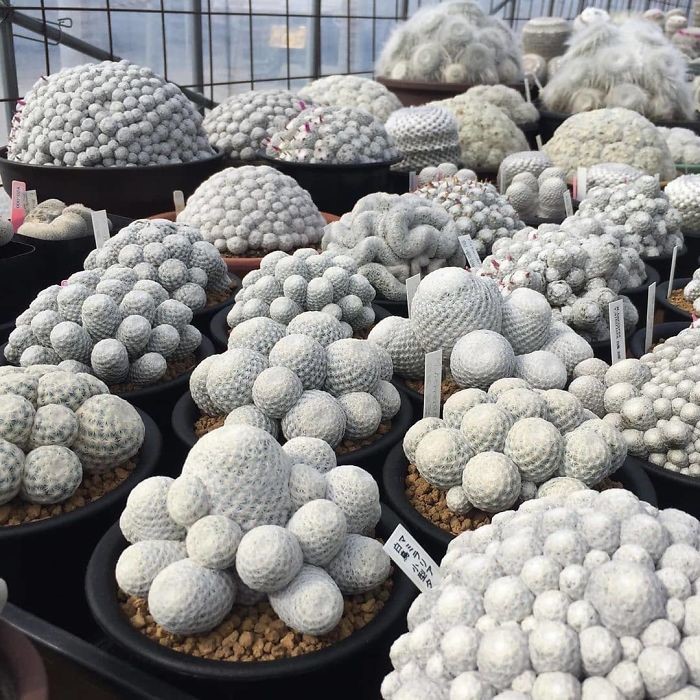 40 strange & unique succulents you've probably never seen before