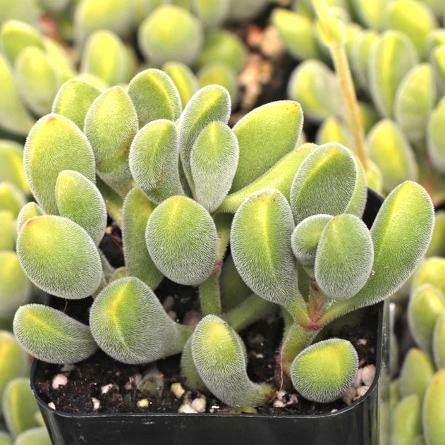 40 strange & unique succulents you've probably never seen before