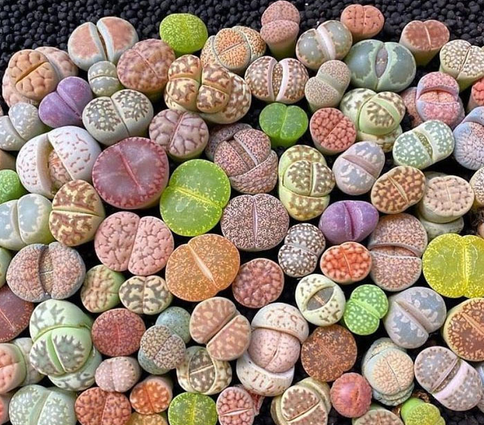 40 strange & unique succulents you've probably never seen before