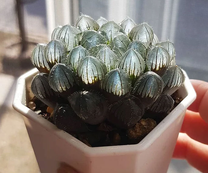 40 strange & unique succulents you've probably never seen before