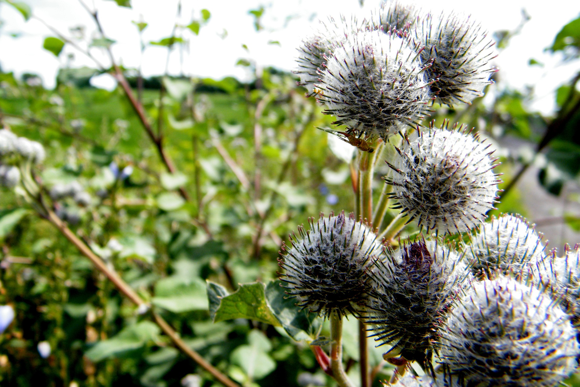 Mom shares natural DIY weed-be-gone spray that works compared to harsh ...