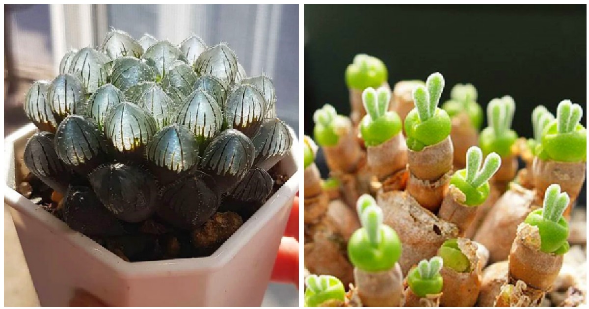 40 strange & unique succulents you've probably never seen before