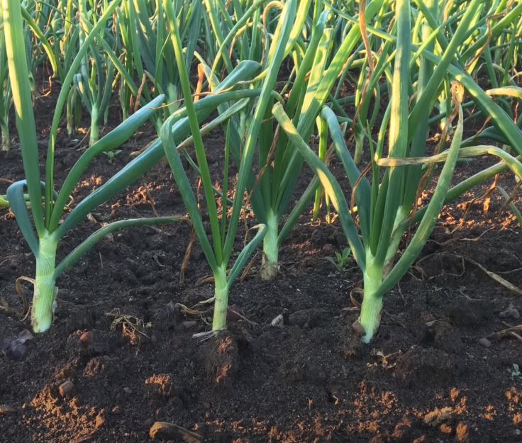 Important Tips For Growing Big Onions