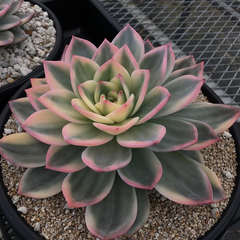 35 Beautiful Rose Succulents That Look Like They Came From A Fairytale