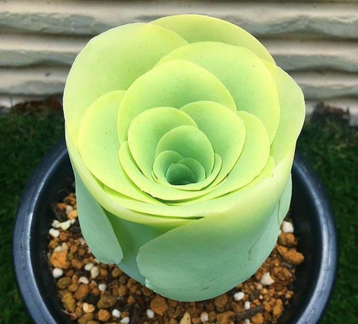 35 Beautiful Rose Succulents That Look Like They Came From A Fairytale