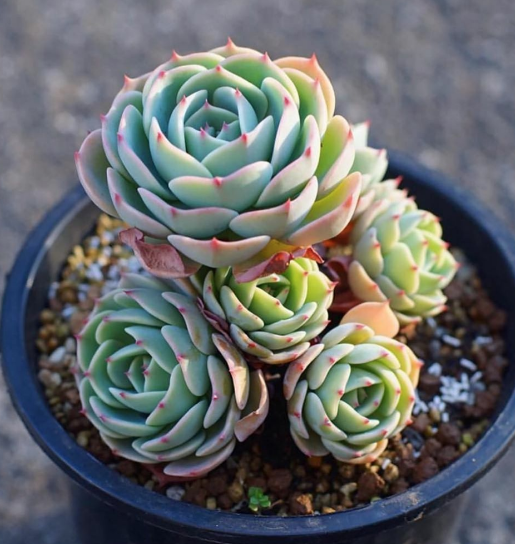 35 Beautiful Rose Succulents That Look Like They Came From A Fairytale