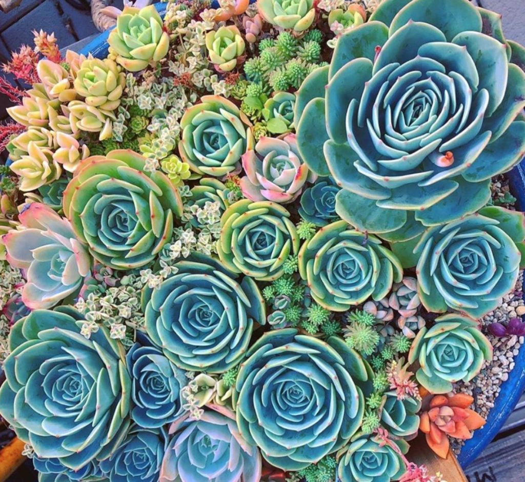 35 Beautiful Rose Succulents That Look Like They Came From A Fairytale