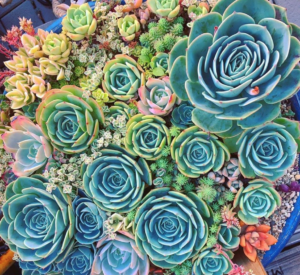 35 Beautiful Rose Succulents That Look Like They Came From A Fairytale