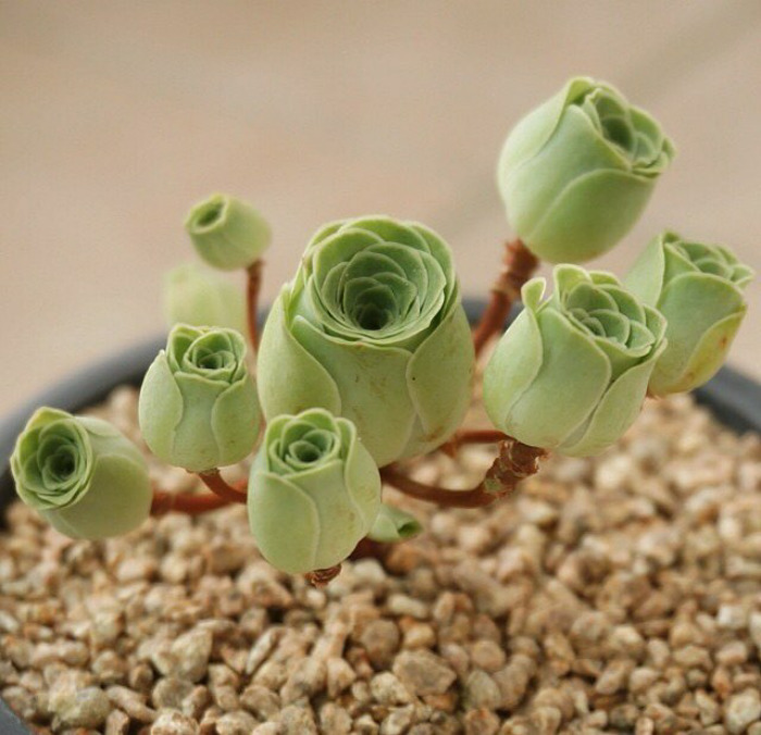 35 Beautiful Rose Succulents That Look Like They Came From A Fairytale