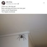 Woman happily shared her house with a massive spider for the past year
