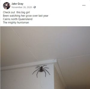 Woman happily shared her house with a massive spider for the past year
