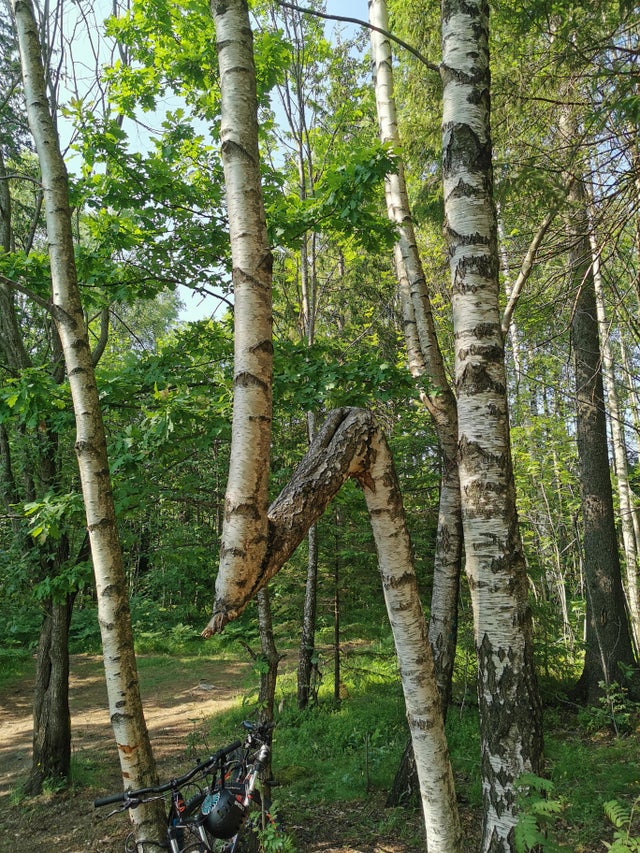50 Trees That Grew To Look Like Something Else