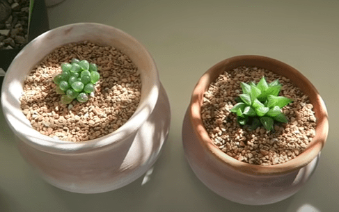 This succulent has see-through leaves that look like sparkling gems