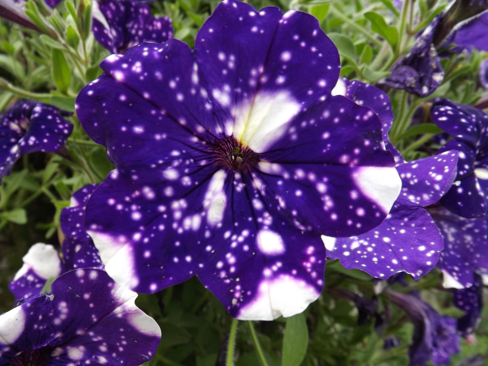 'Starry sky' petunias have spectacular little galaxies on their petals