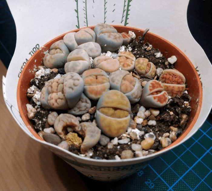 These unusual succulents look like rocks and stones