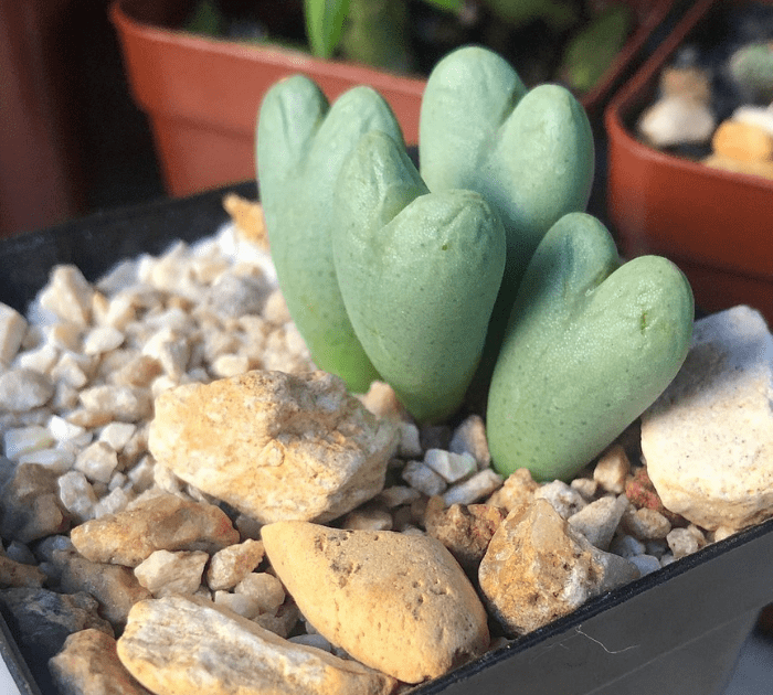 These unusual succulents look like rocks and stones