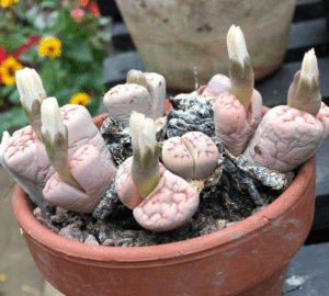 These unusual succulents look like rocks and stones