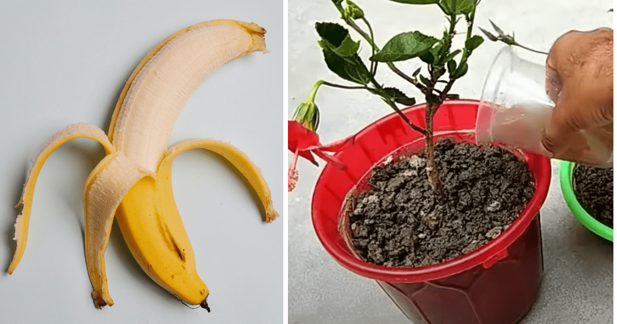Man shows how to make free plant fertilizer with banana peel in 3 easy steps
