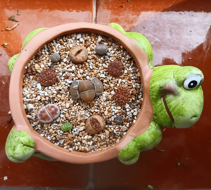 These unusual succulents look like rocks and stones