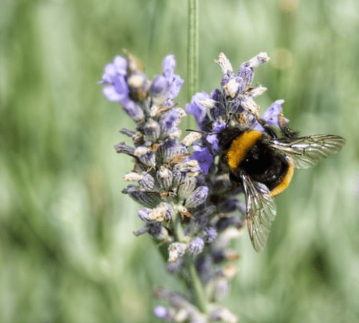 Morgan Freeman transforms his 124-acre ranch into a honeybee sanctuary
