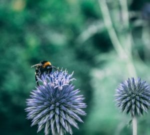 Morgan Freeman transforms his 124-acre ranch into a honeybee sanctuary