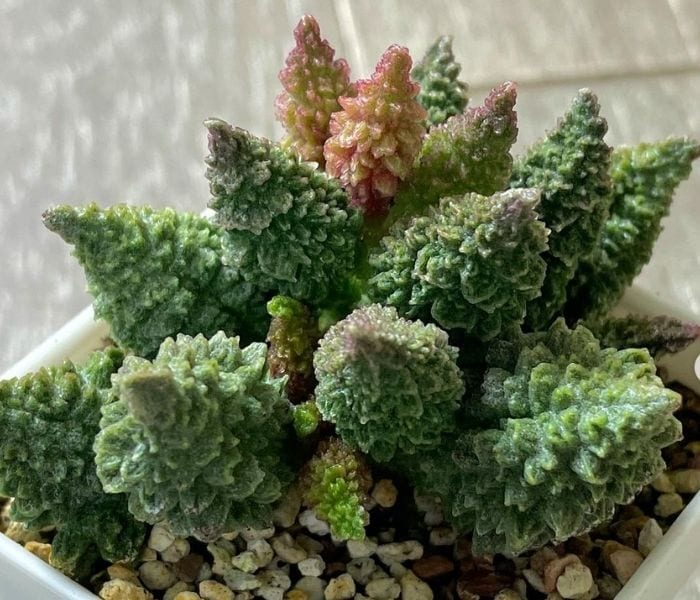 30 unusual succulents that look like they were brought here by aliens