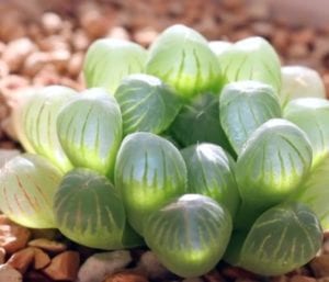 30 unusual succulents that look like they were brought here by aliens