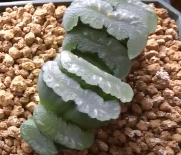 30 unusual succulents that look like they were brought here by aliens