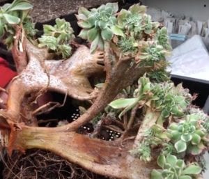 30 unusual succulents that look like they were brought here by aliens