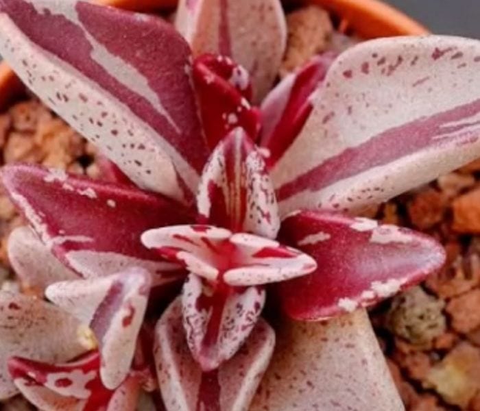 30 unusual succulents that look like they were brought here by aliens