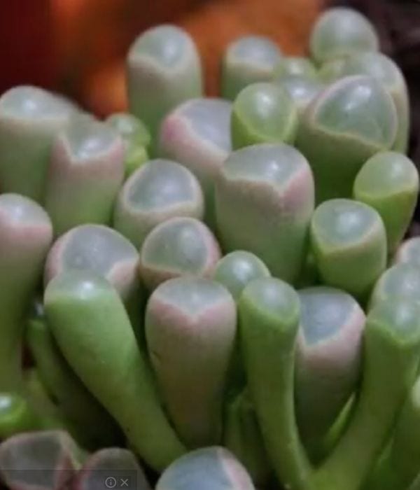 30 unusual succulents that look like they were brought here by aliens