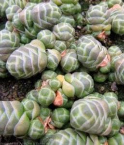 30 unusual succulents that look like they were brought here by aliens