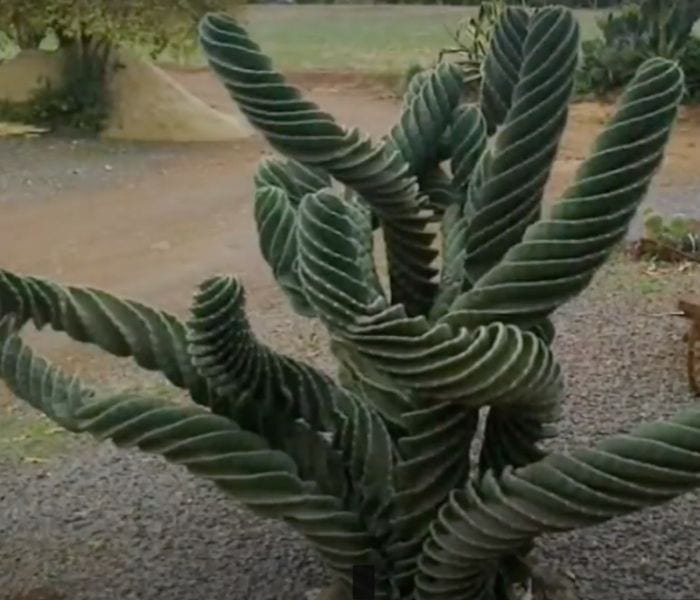 30 unusual succulents that look like they were brought here by aliens