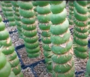 30 unusual succulents that look like they were brought here by aliens