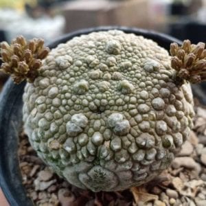 30 unusual succulents that look like they were brought here by aliens